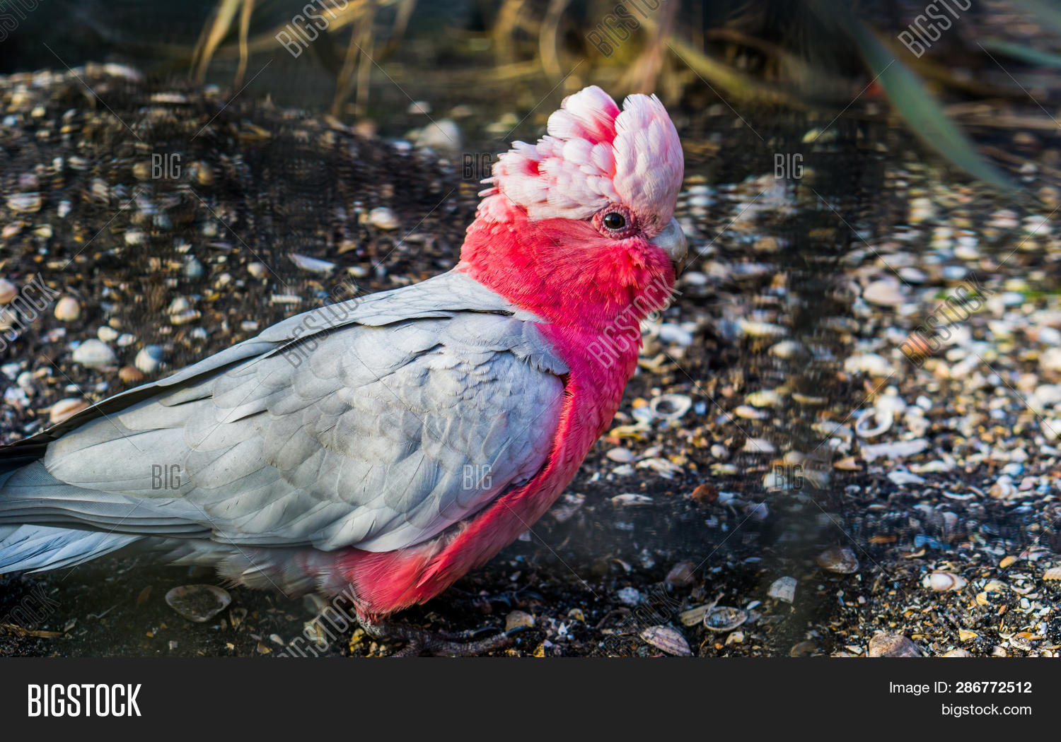 Galah, Rose Breasted Image & Photo (Free Trial) | Bigstock