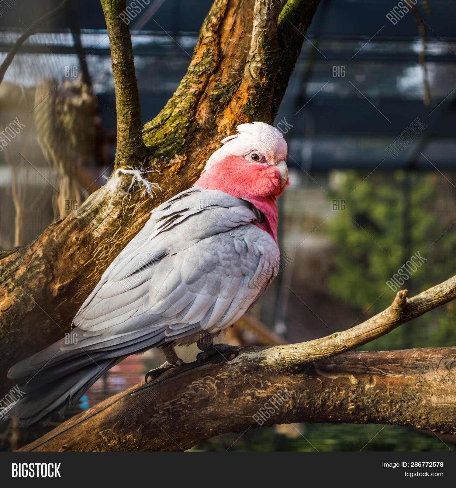 Galah, Rose Breasted Image & Photo (Free Trial) | Bigstock