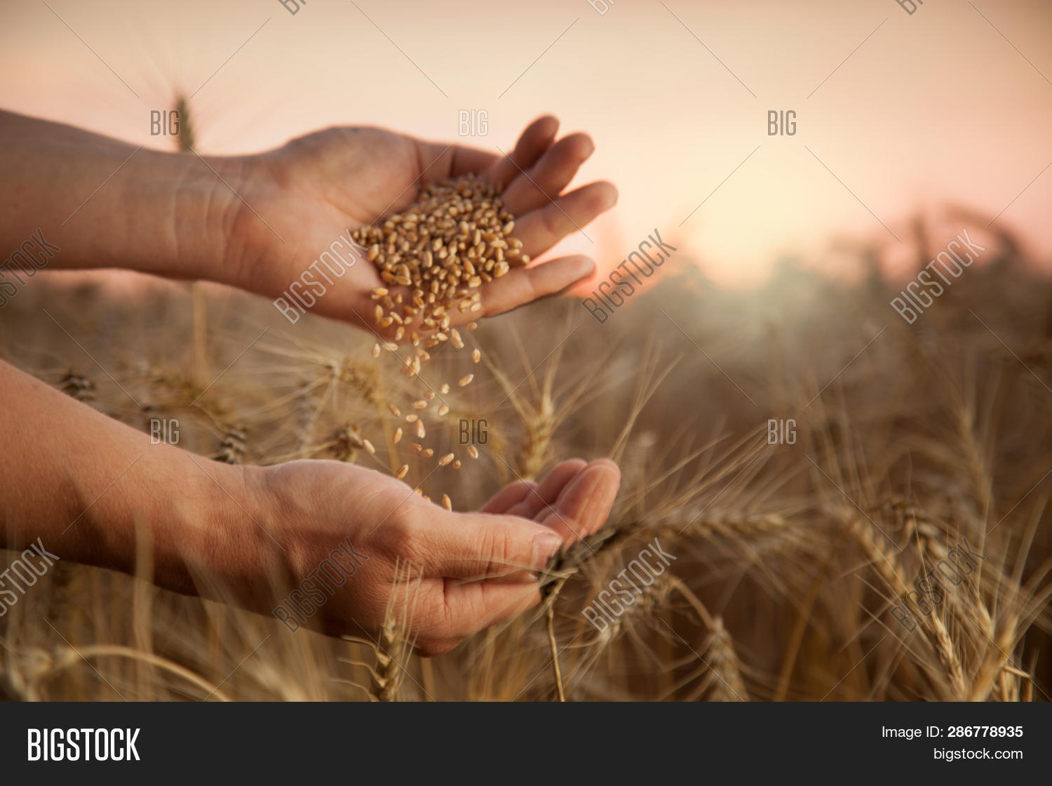 Man Pours Wheat Hand Image & Photo (Free Trial) | Bigstock