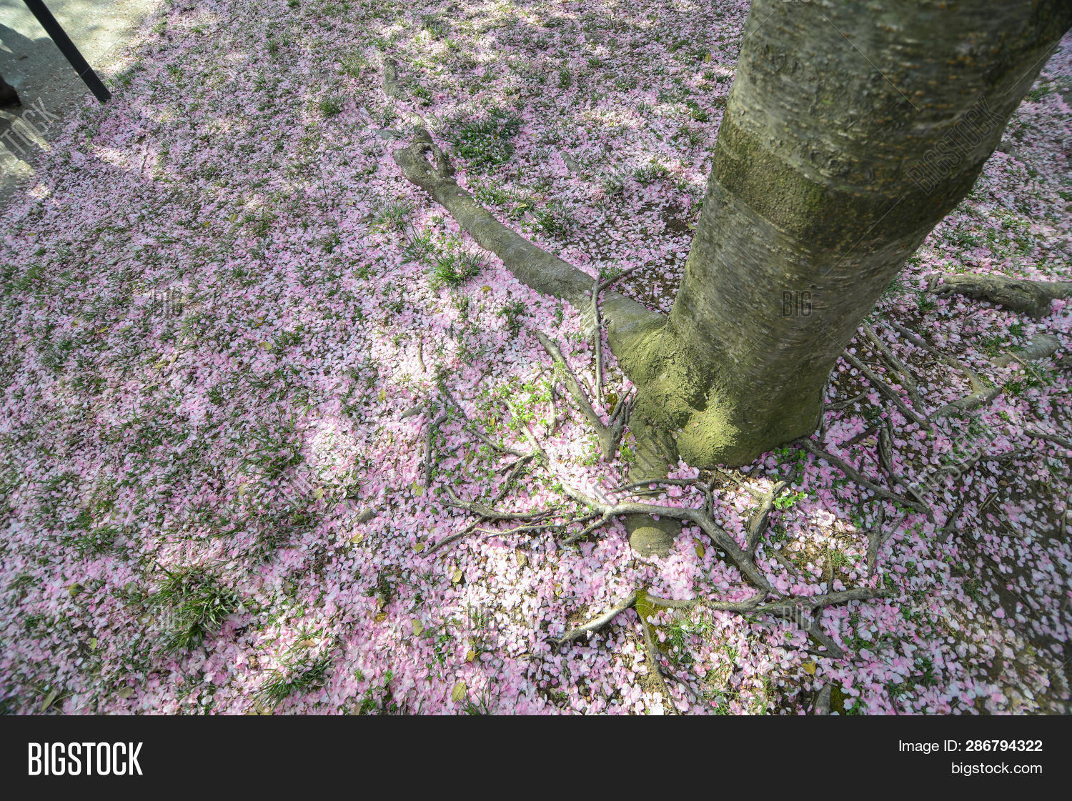 Cherry Tree Roots Image & Photo (Free Trial) | Bigstock