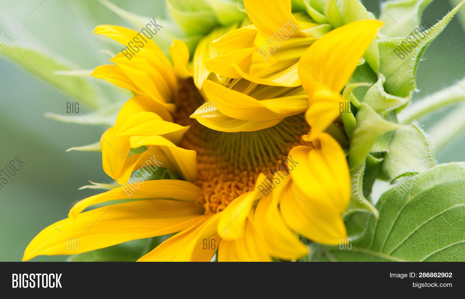 Sunflower Half Opened Image & Photo (Free Trial) | Bigstock