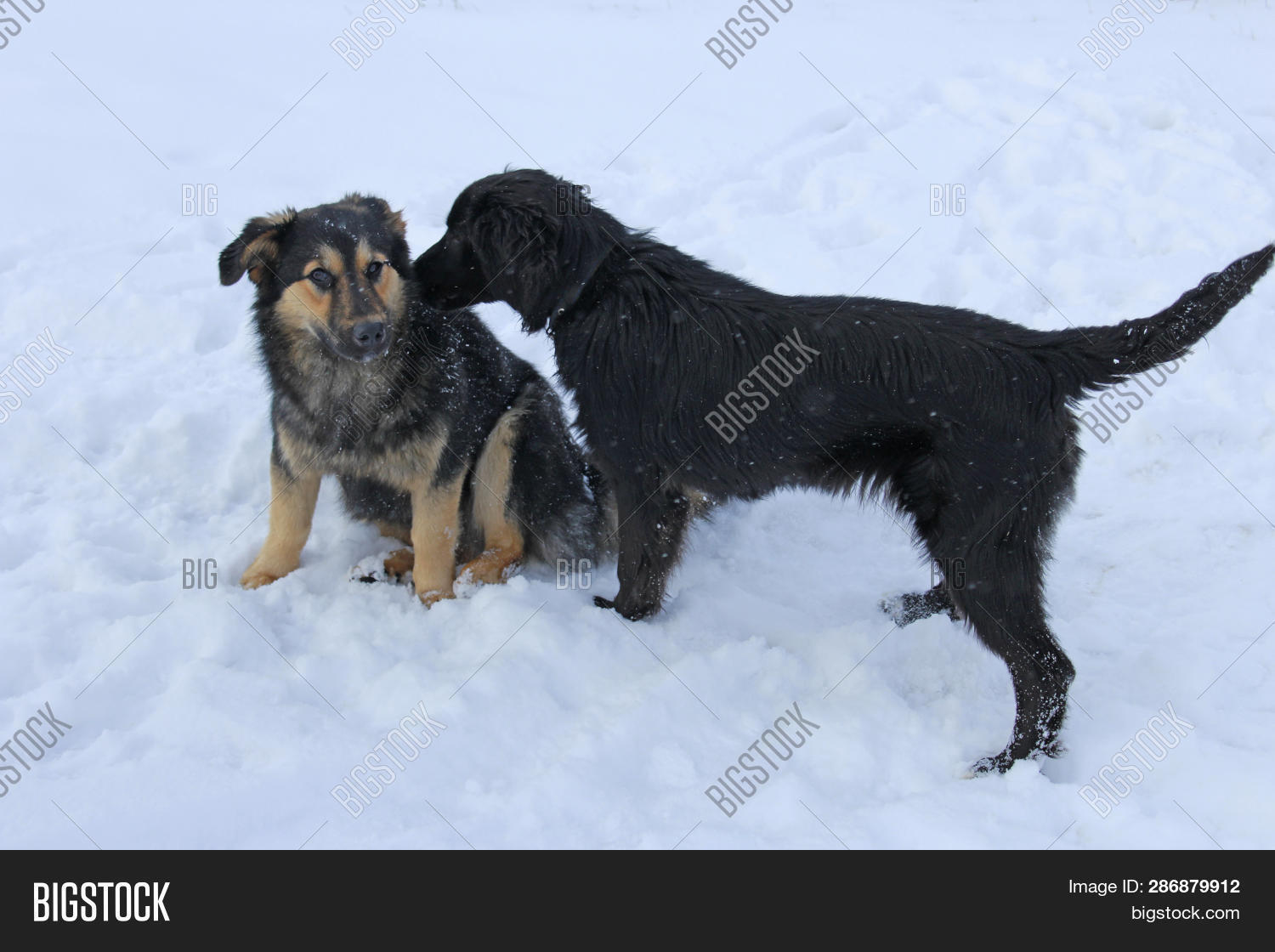 Two Stray Dogs Sitting Image & Photo (Free Trial) | Bigstock