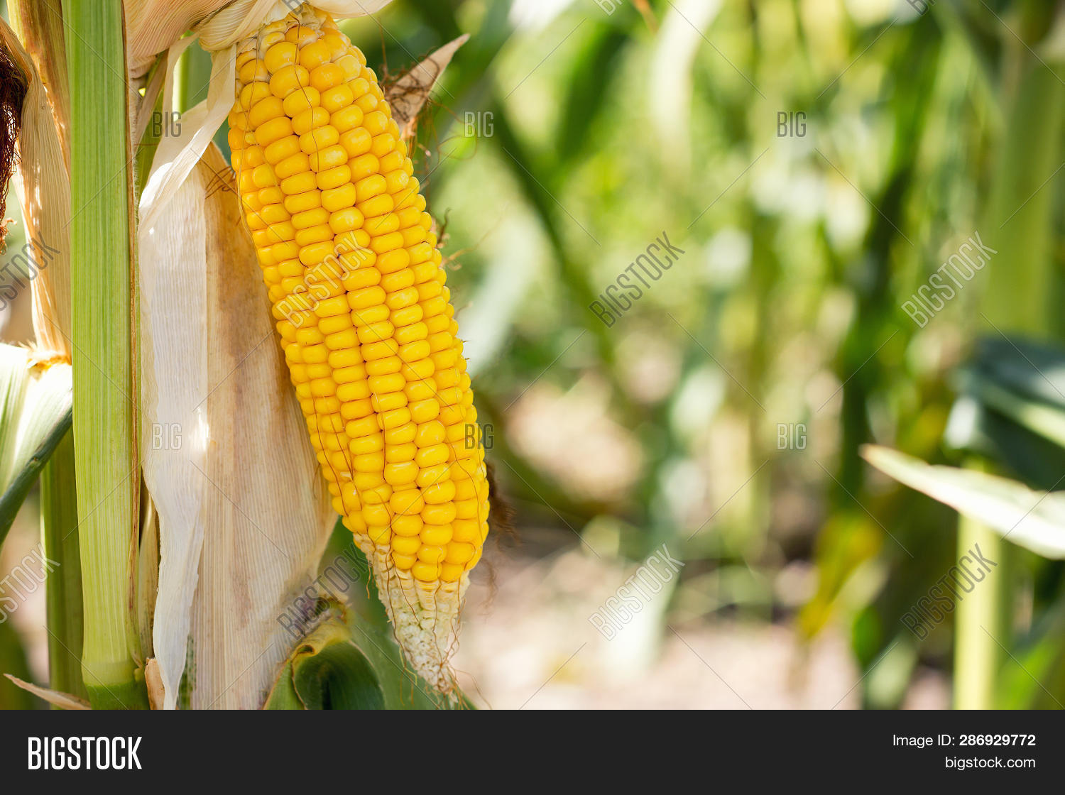 Corn Cob Field , Image & Photo (Free Trial) | Bigstock