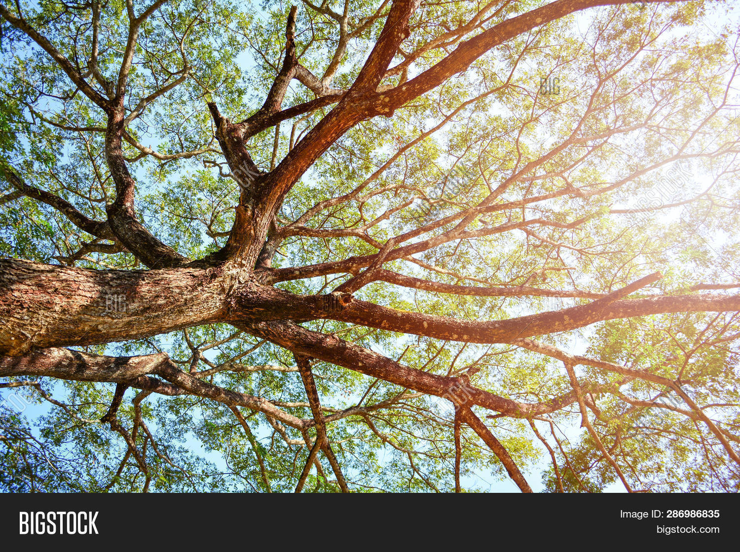 Looking On Tree / View Image & Photo (Free Trial) | Bigstock