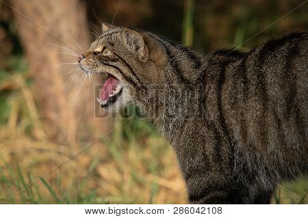 Close Side View Image & Photo (Free Trial) | Bigstock