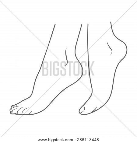 Feet - Lateral View Vector & Photo (Free Trial) | Bigstock