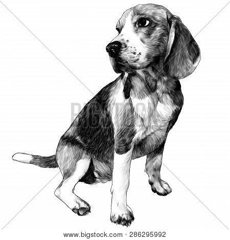 Dog Breed Beagle Head Vector & Photo (Free Trial) | Bigstock