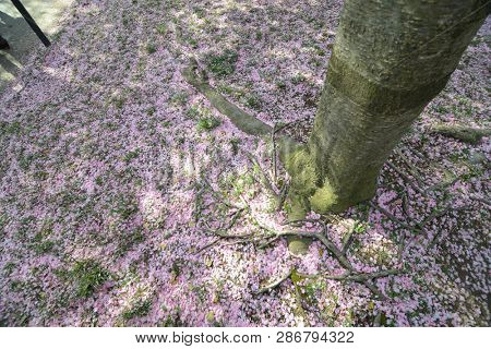 Cherry Tree Roots Image & Photo (Free Trial) | Bigstock