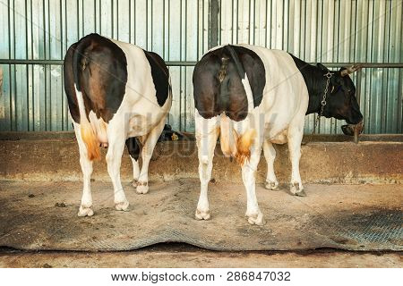 Two Domestic Cows Image & Photo (Free Trial) | Bigstock