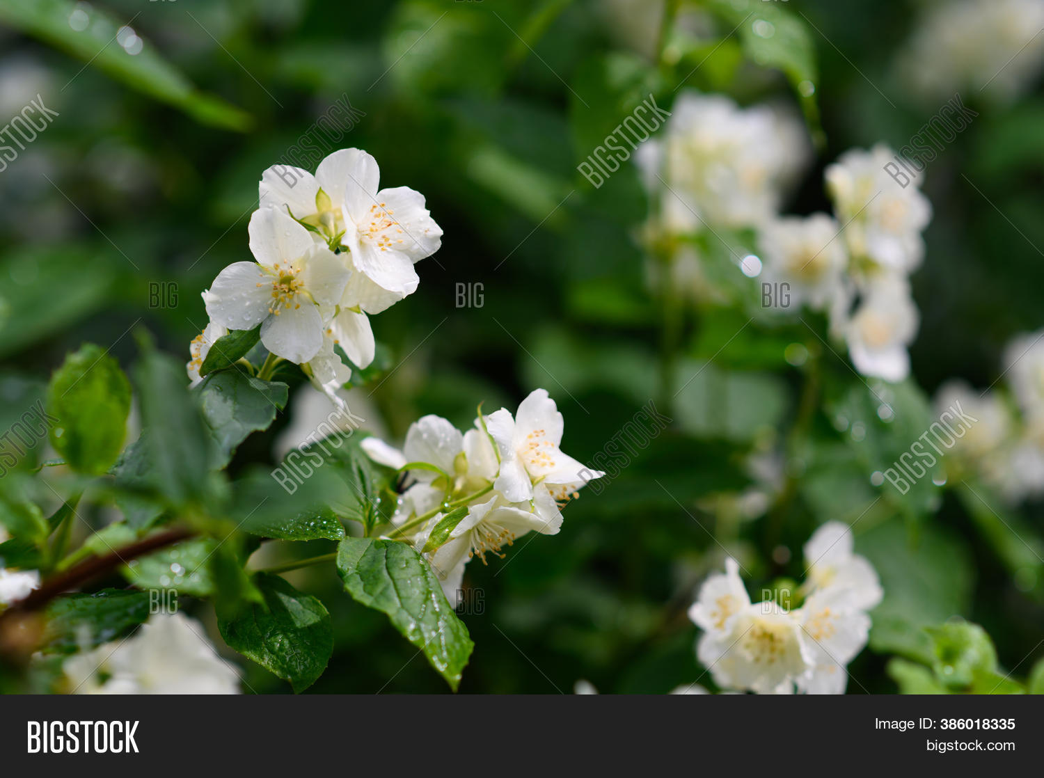 Fragrant Jasmine Image & Photo (Free Trial) | Bigstock