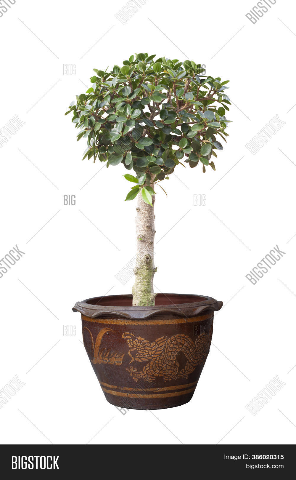 Ficus Microcarpa Pot Image & Photo (Free Trial) | Bigstock