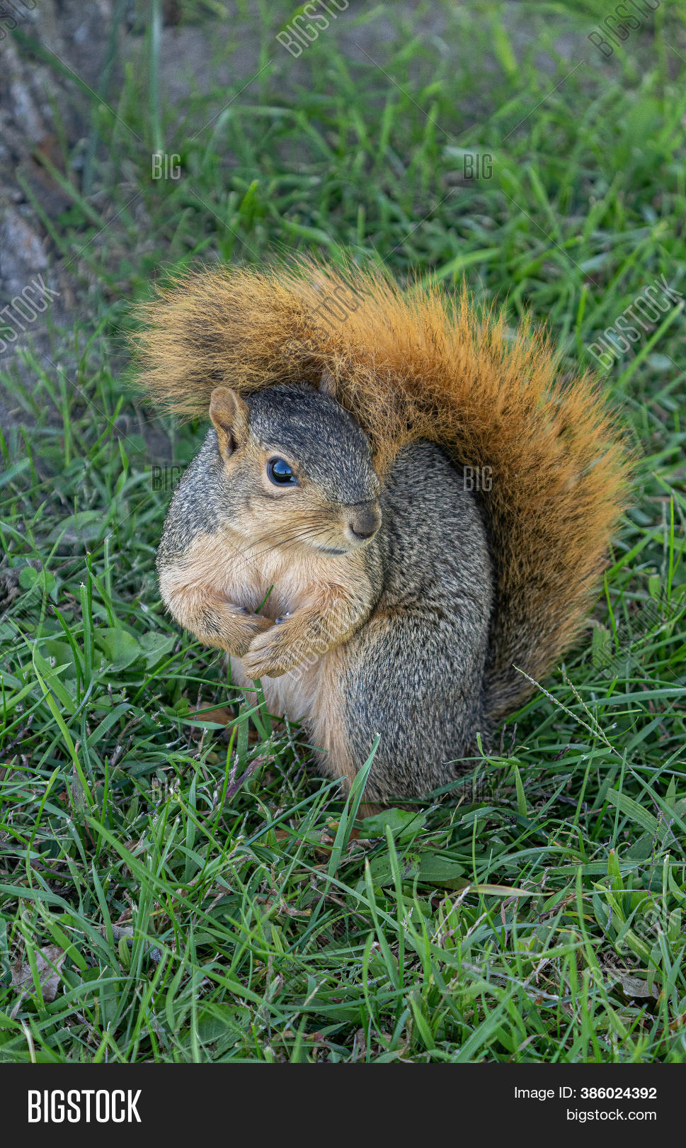 Eastern Fox Squirrel Image & Photo (Free Trial) | Bigstock