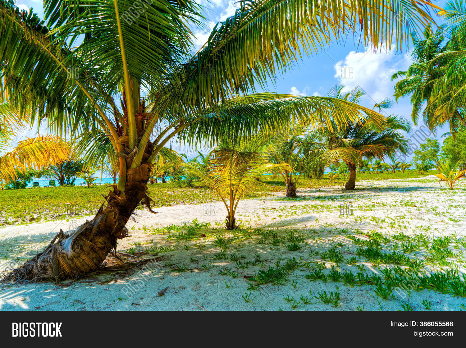 Coconut Trees Against Image & Photo (Free Trial) | Bigstock