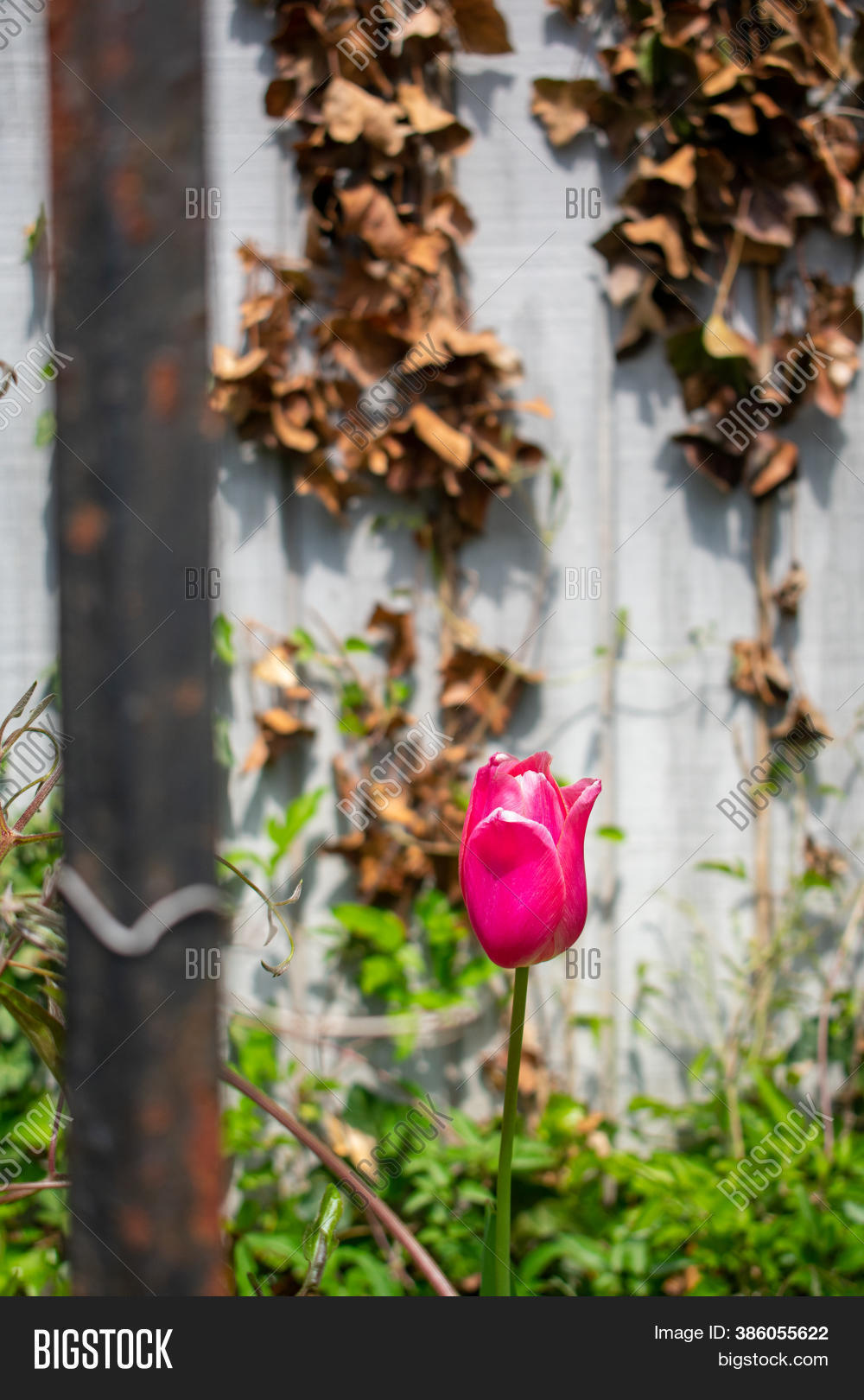 Single Red Tulip Image & Photo (Free Trial) | Bigstock