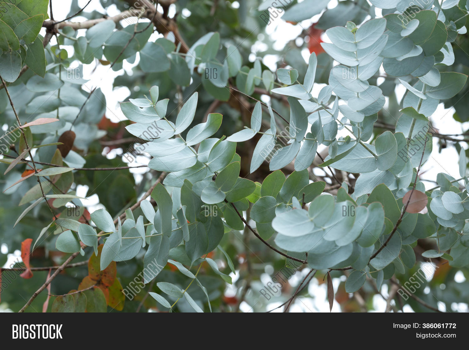 Leaves Tree Silver Image & Photo (Free Trial) | Bigstock