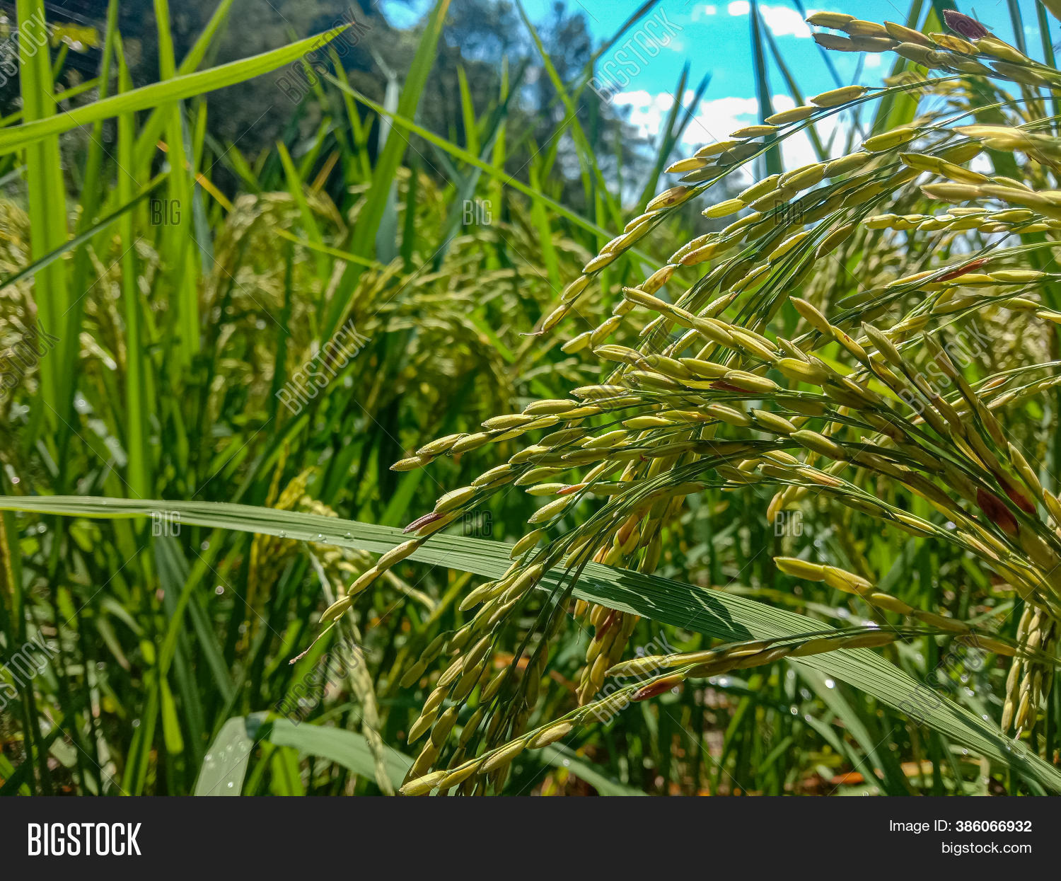 Rice Plant Field. Image & Photo (Free Trial) | Bigstock