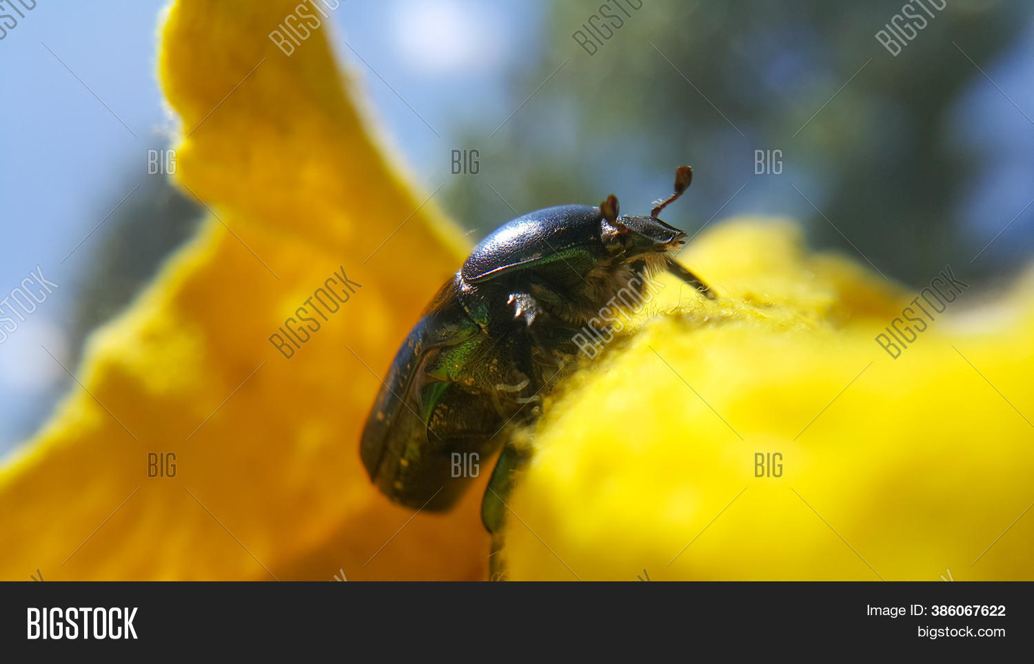Green June Beetle. Image & Photo (Free Trial) | Bigstock
