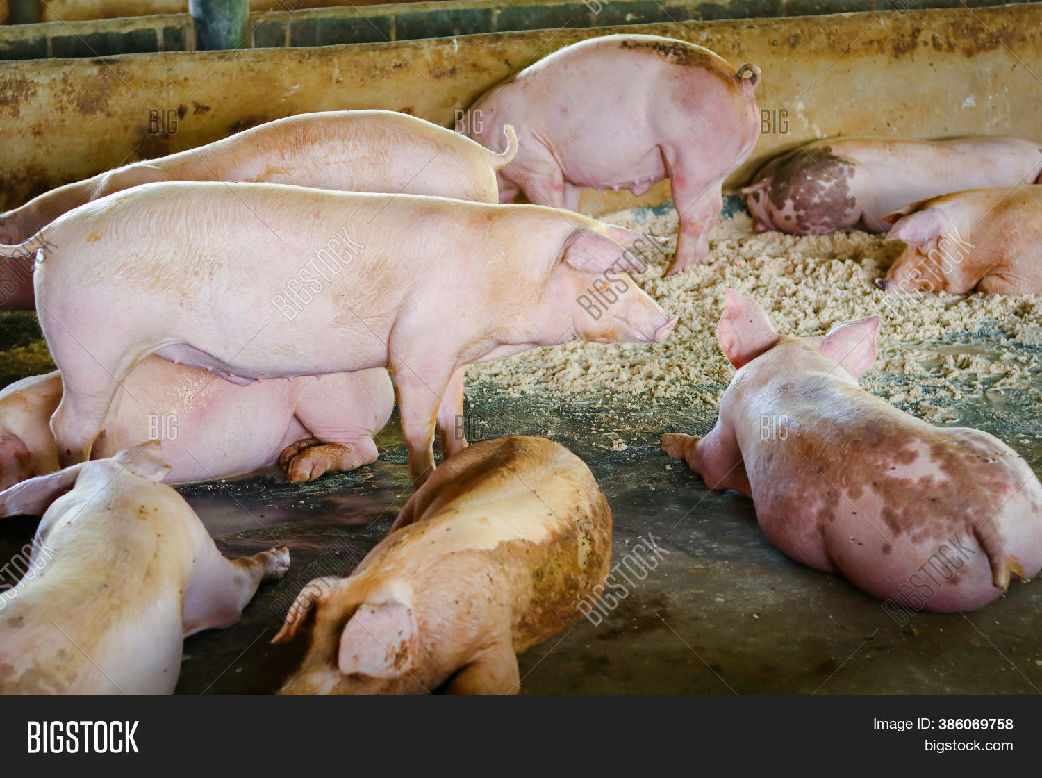 Many Pigs On Farms Image & Photo (Free Trial) | Bigstock