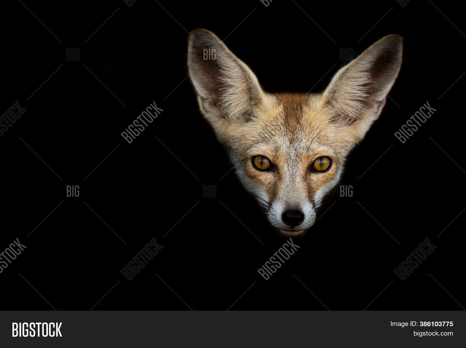 White Footed Fox Image & Photo (Free Trial) | Bigstock