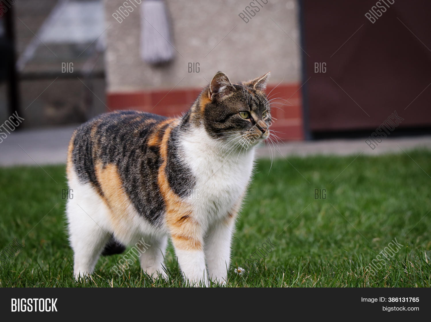 Proud Cat Stands Image & Photo (Free Trial) | Bigstock