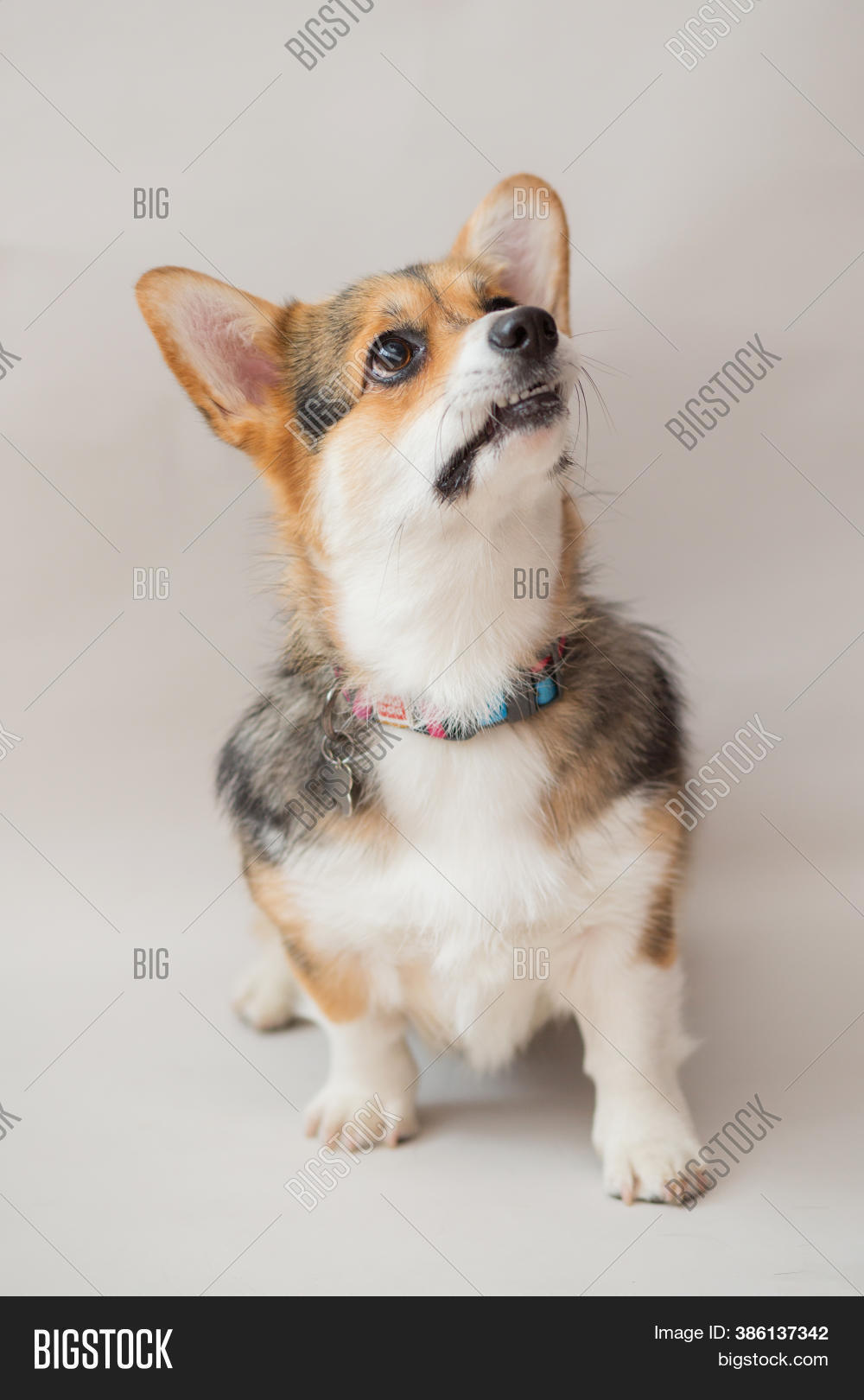Corgi Pembroke Dog Image & Photo (Free Trial) | Bigstock