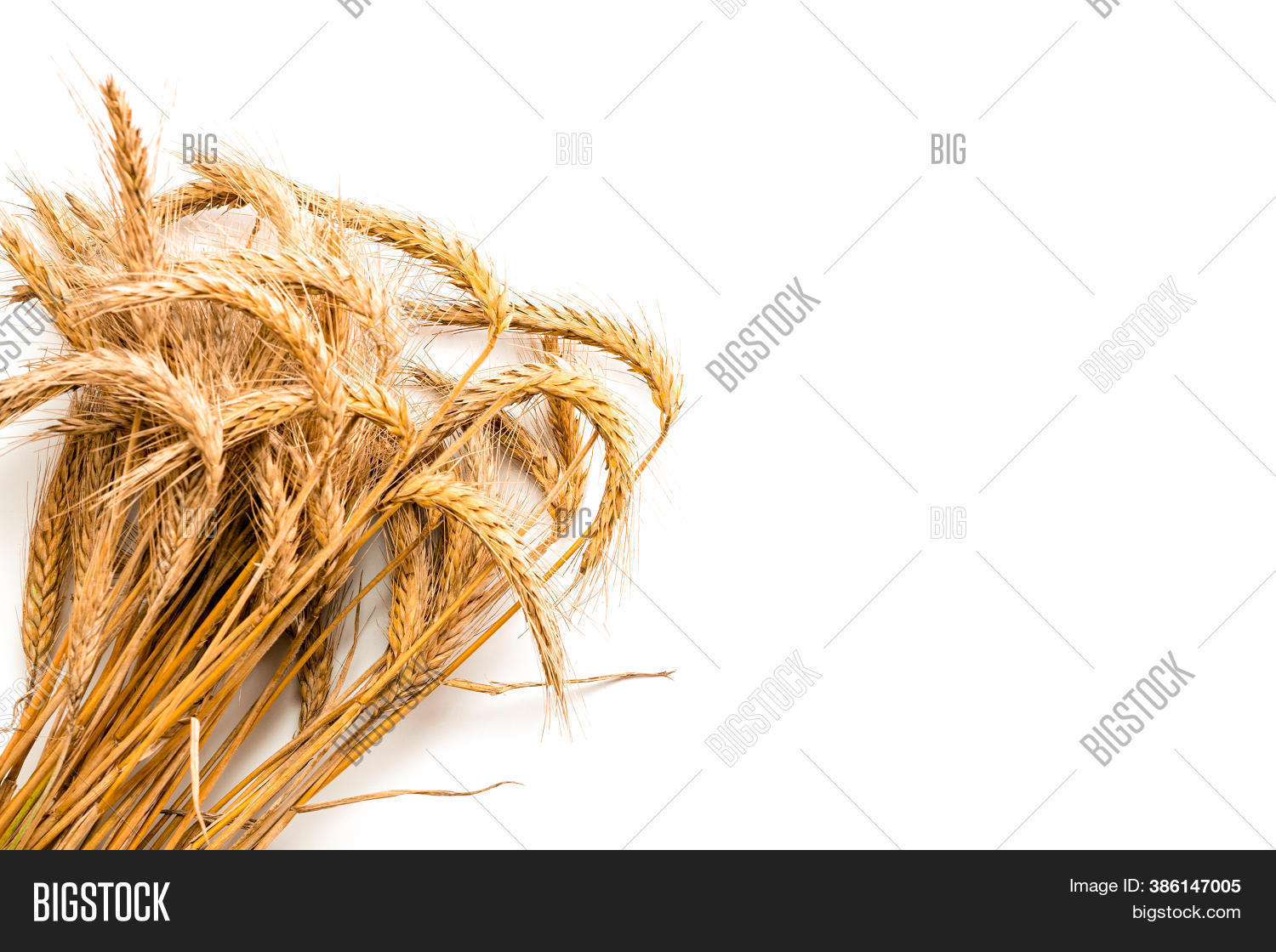 Wheat Ear. Whole, Image & Photo (Free Trial) | Bigstock