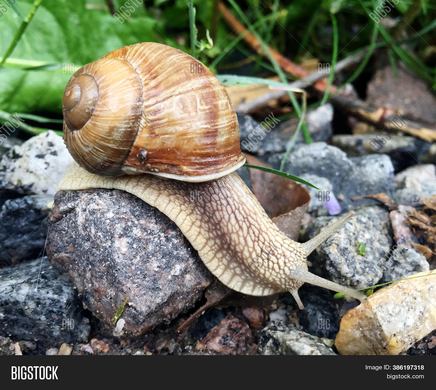 Small Garden Snail Image & Photo (Free Trial) | Bigstock
