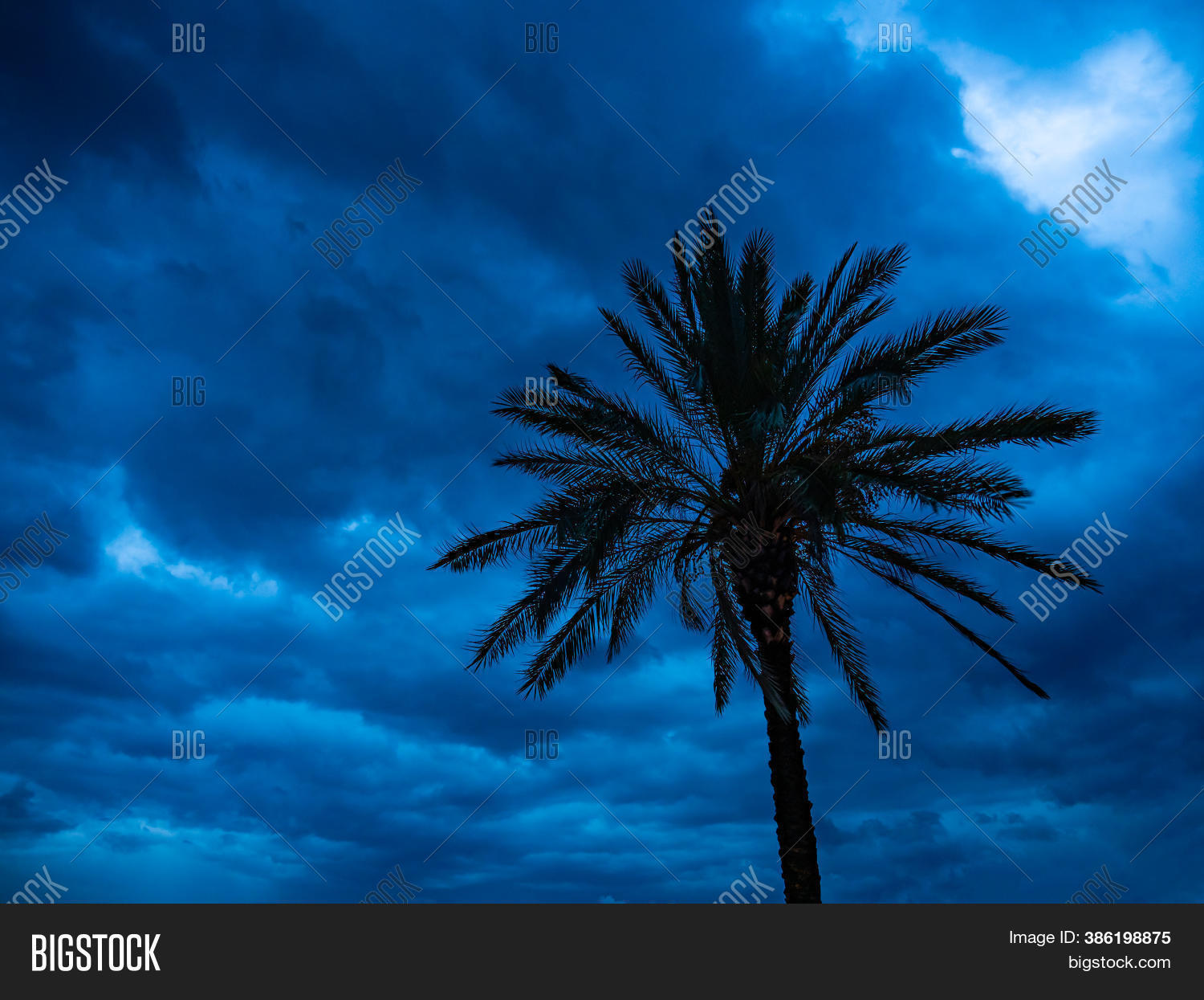 Palm Tree Cyclone Image & Photo (Free Trial) | Bigstock