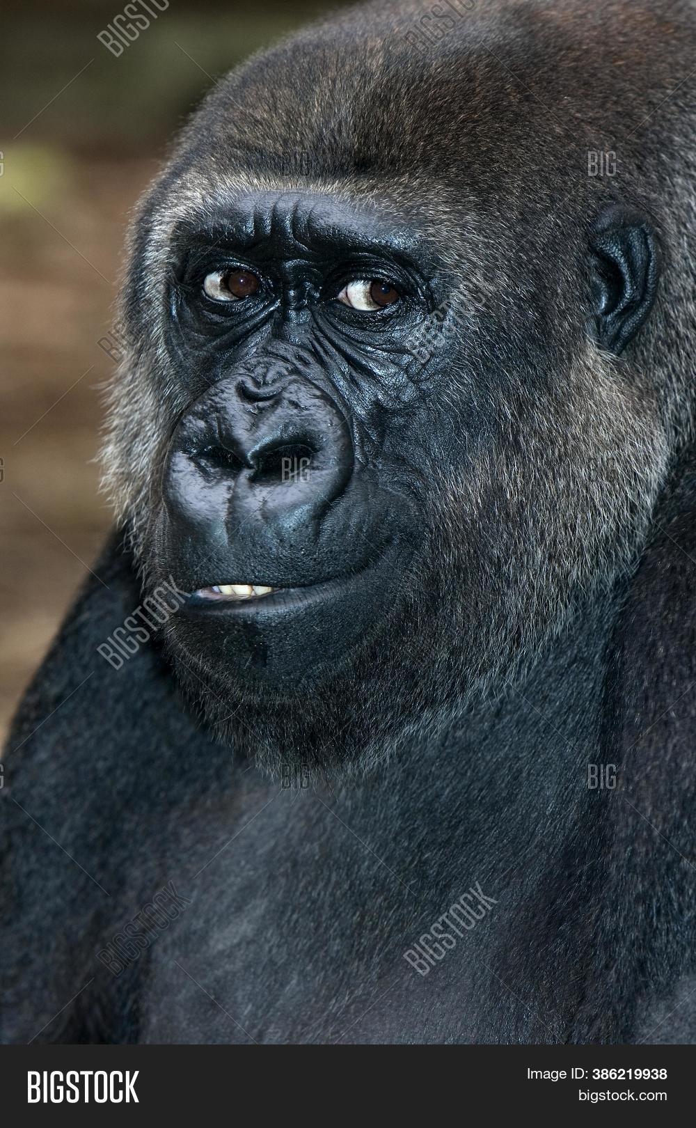 Eastern Lowland Image & Photo (Free Trial) | Bigstock