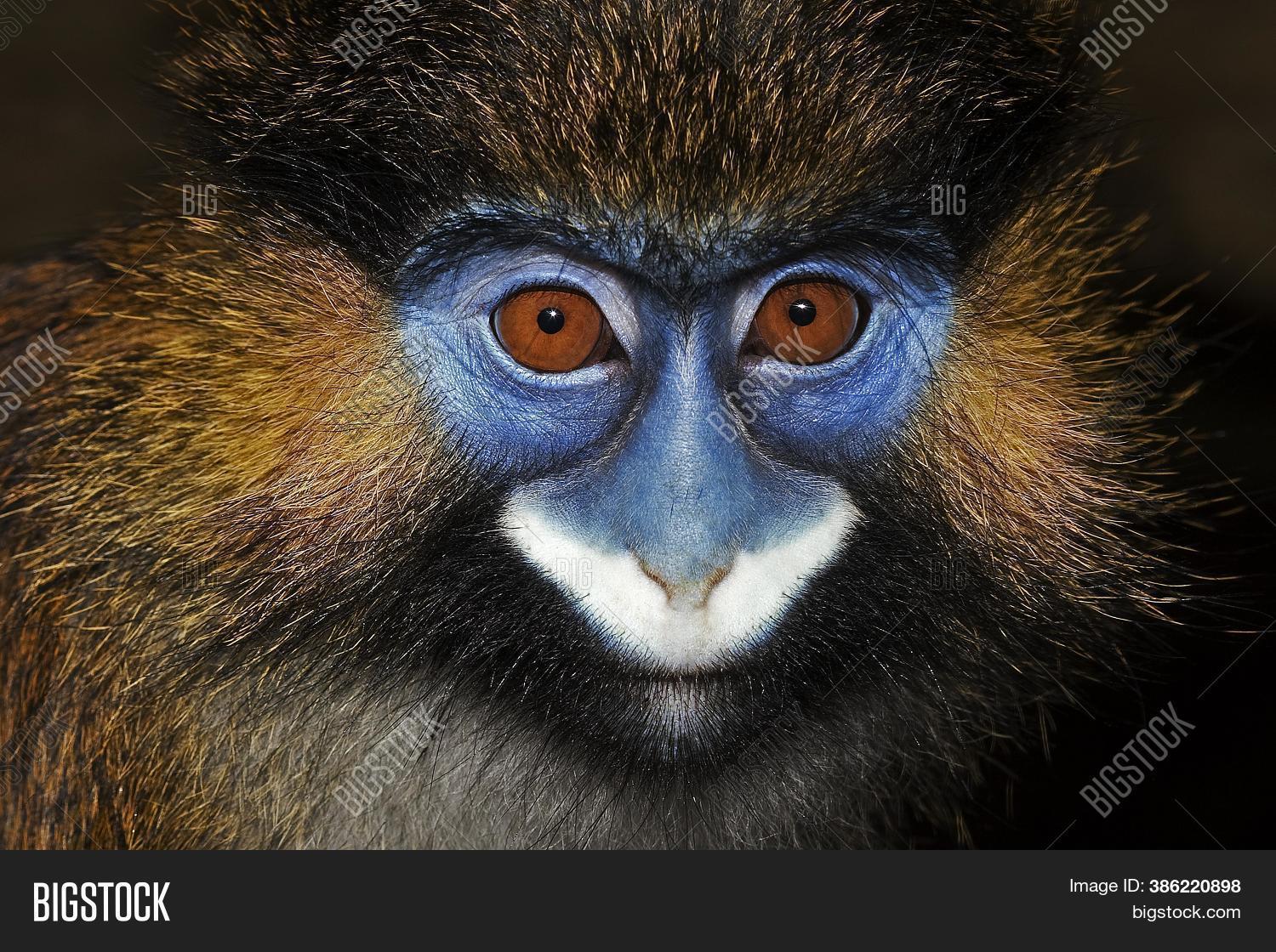 Head Close- Moustached Image & Photo (Free Trial) | Bigstock