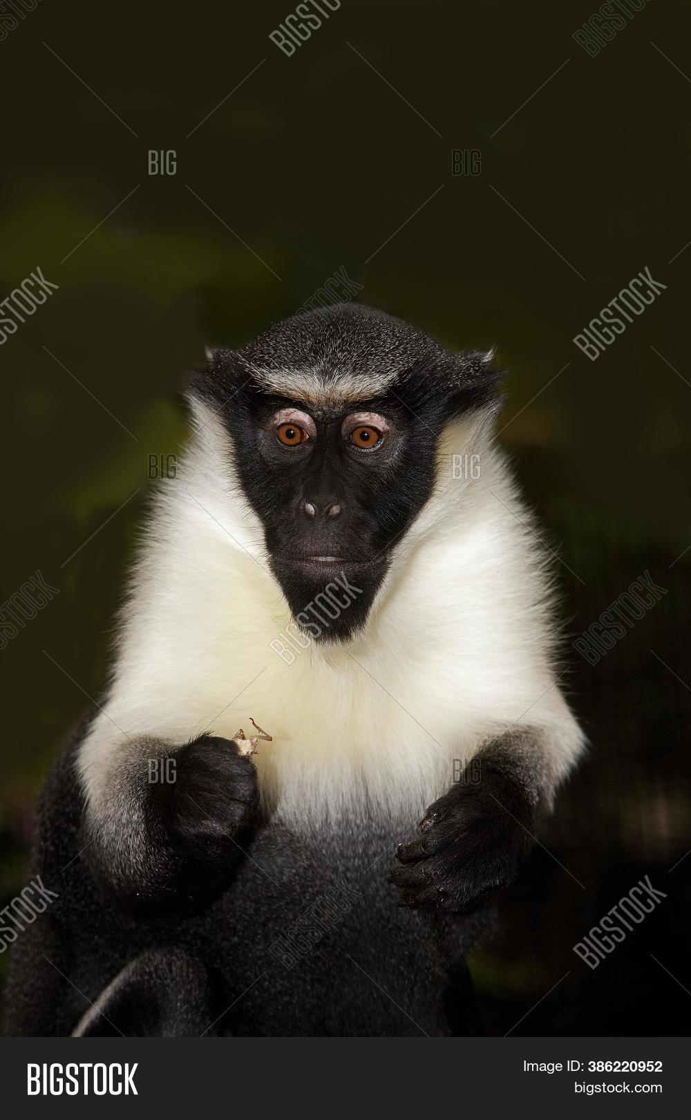 Diana Monkey Image & Photo (Free Trial) | Bigstock