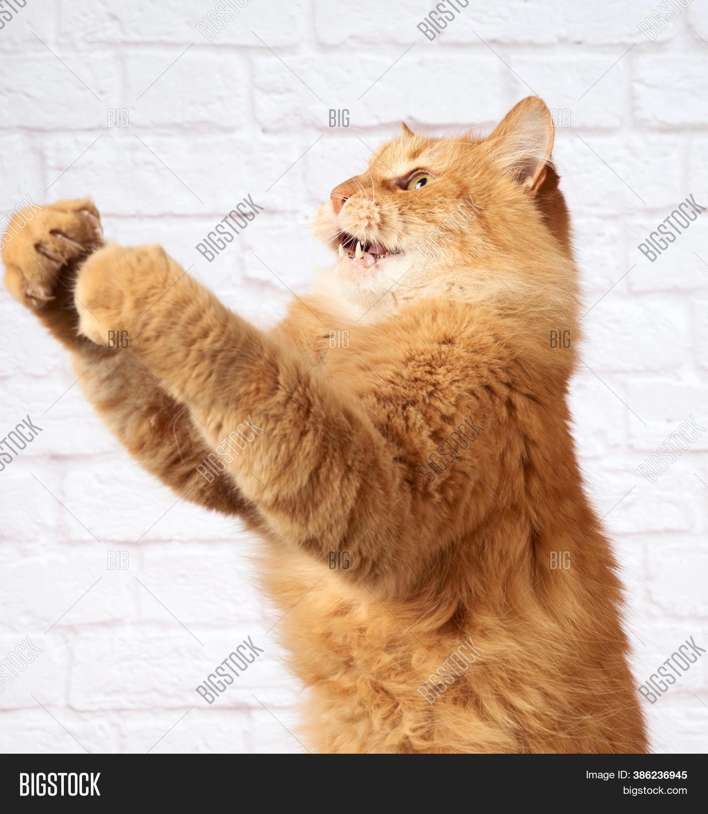 Adult Ginger Cat Jumps Image & Photo (Free Trial) | Bigstock