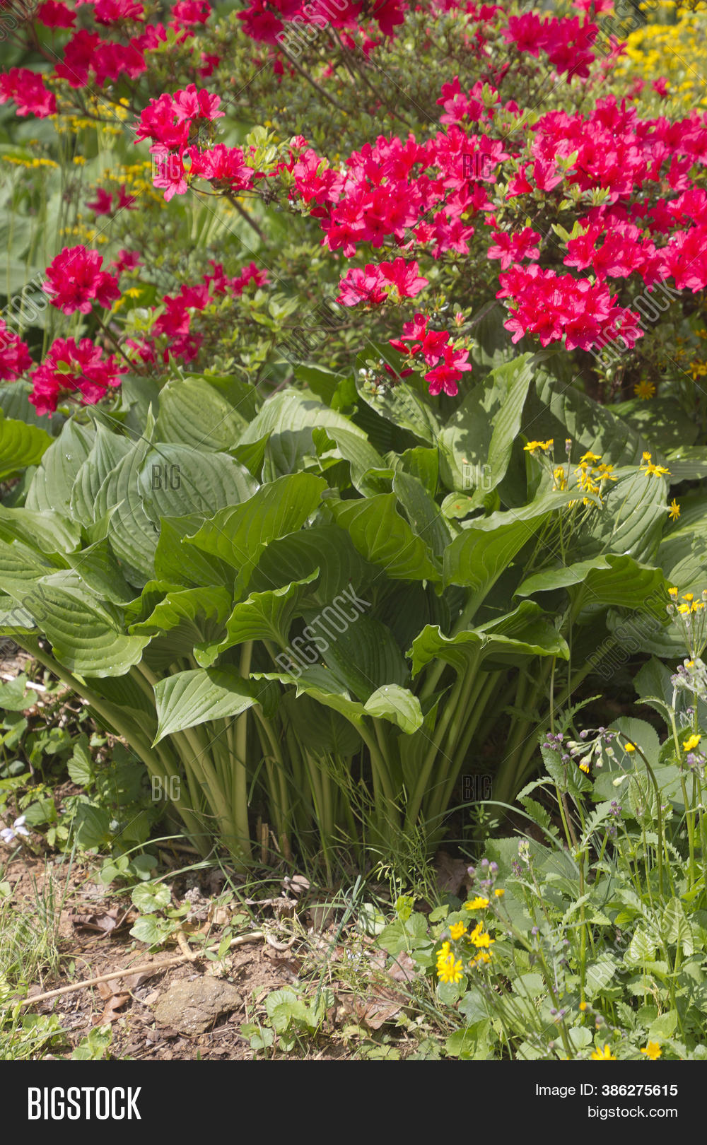 Colorful Hosta Plants Image & Photo (Free Trial) | Bigstock