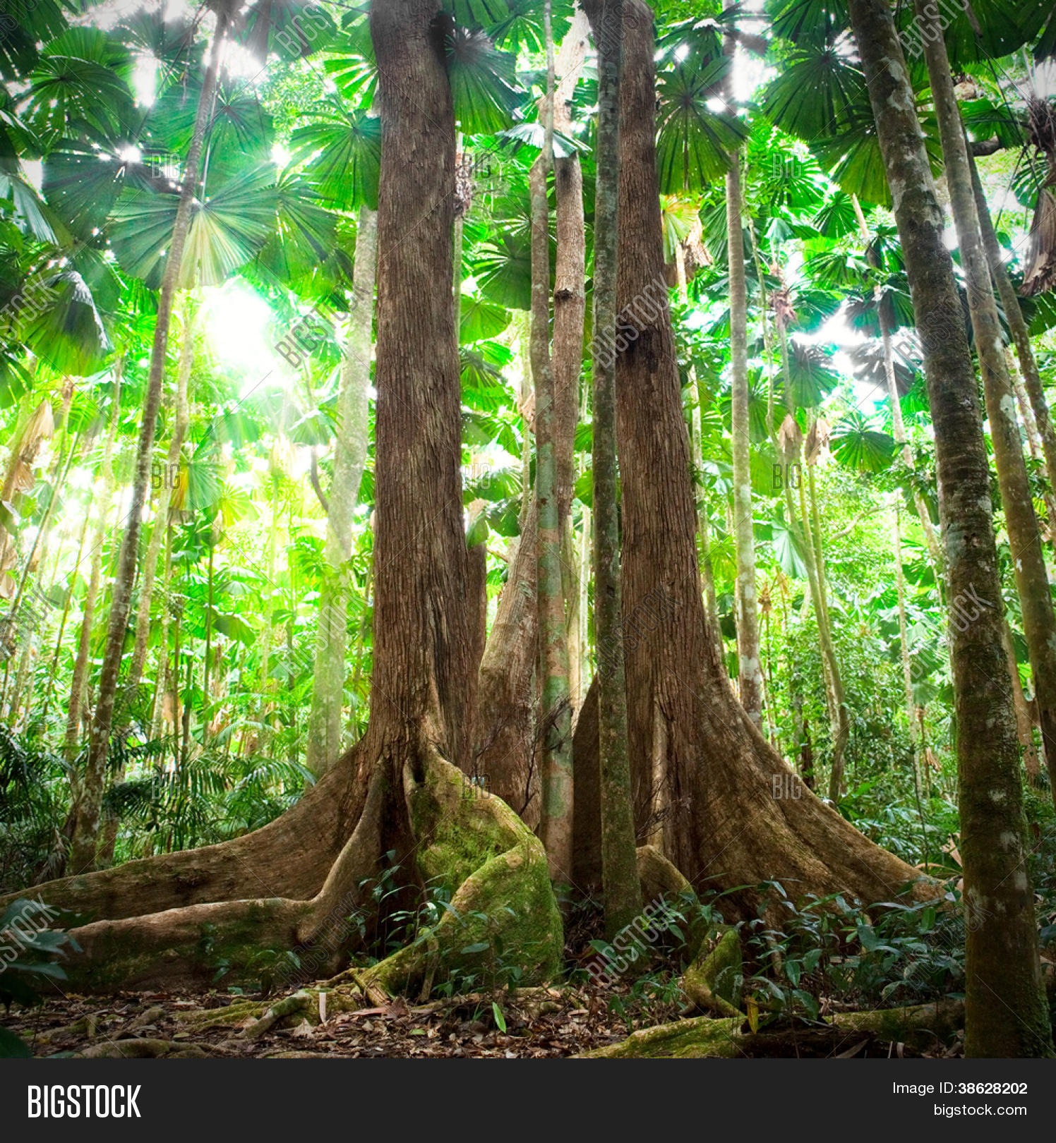 African Rainforest Trees