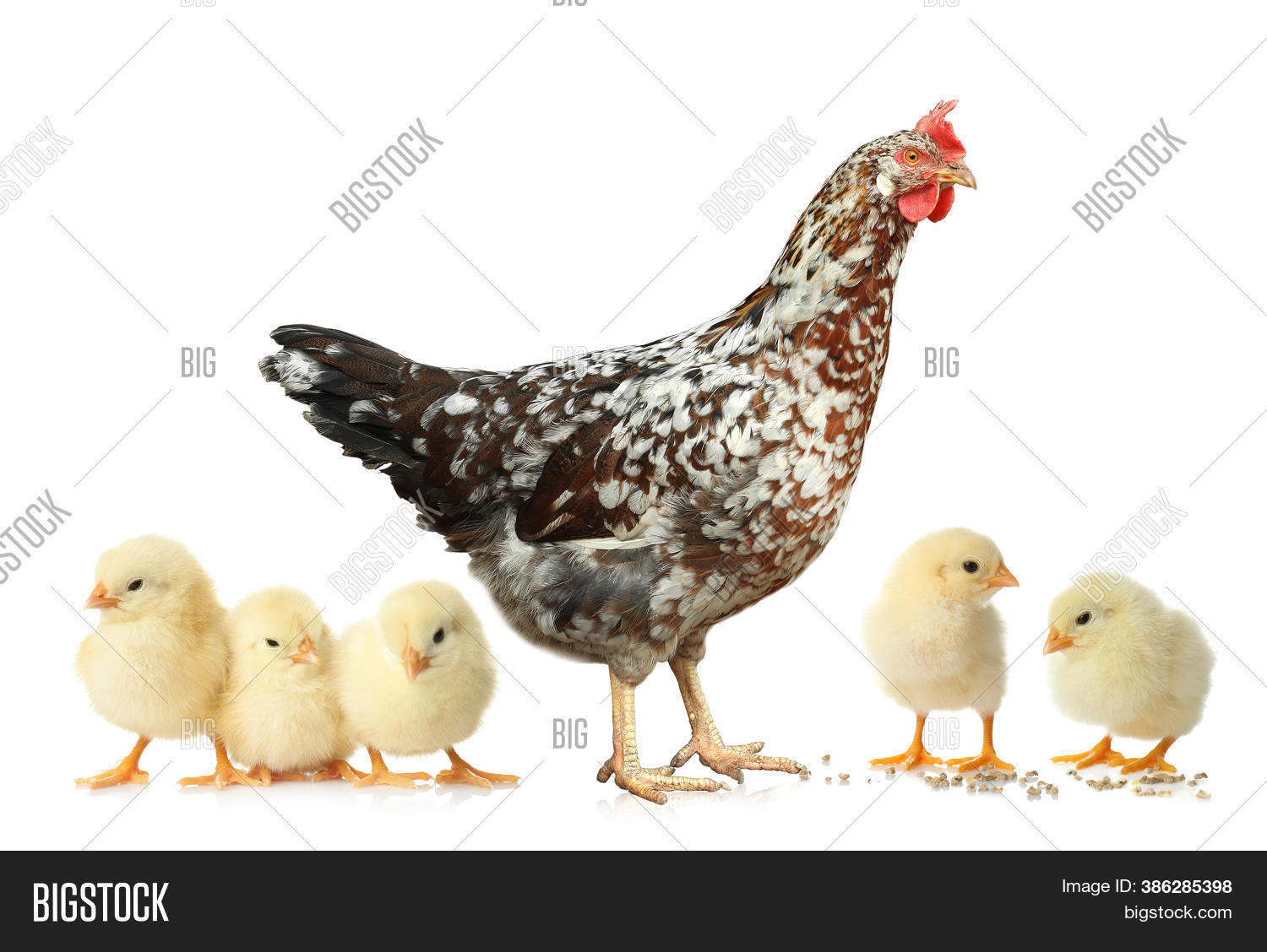 Hen Cute Chickens On Image & Photo (Free Trial) | Bigstock