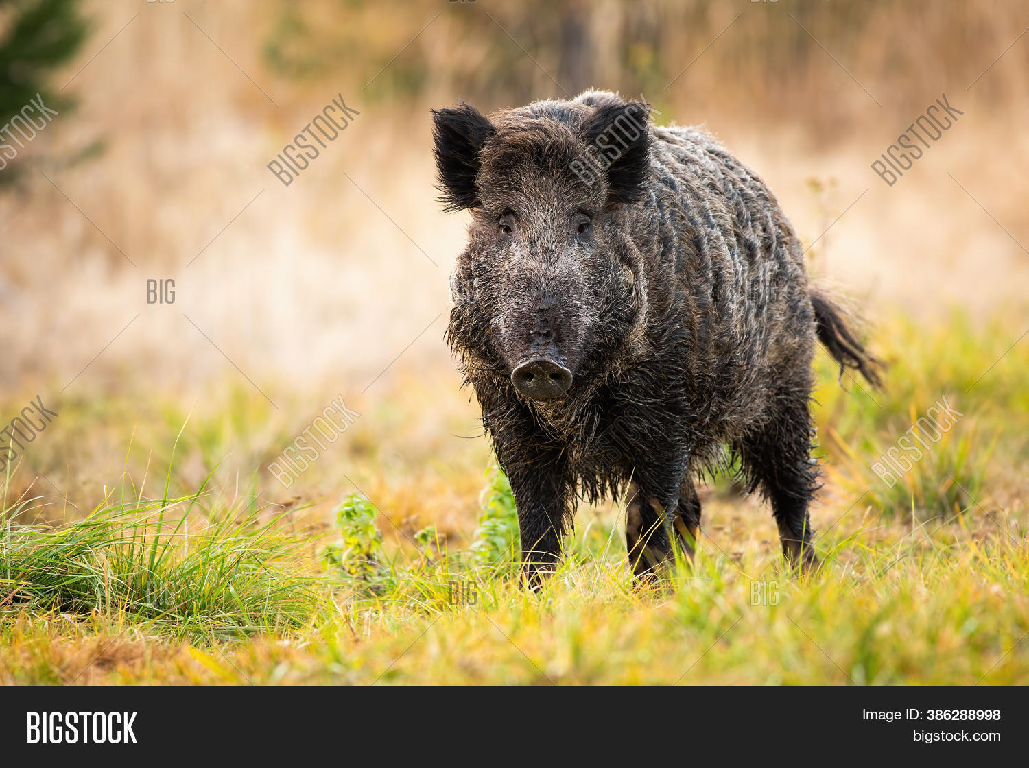 Wild Boar Standing On Image & Photo (Free Trial) | Bigstock