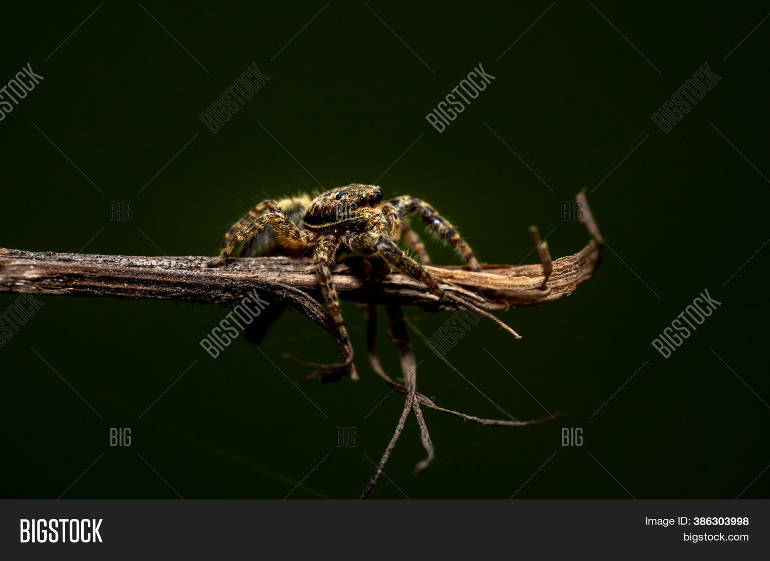Jumping Wolf Spider Image & Photo (Free Trial) | Bigstock