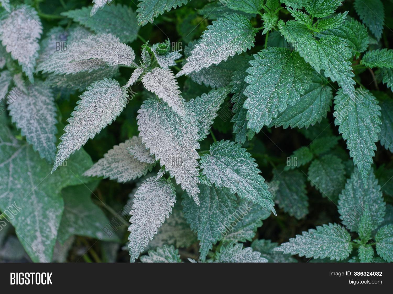 Natural Plant Texture Image & Photo (Free Trial) | Bigstock
