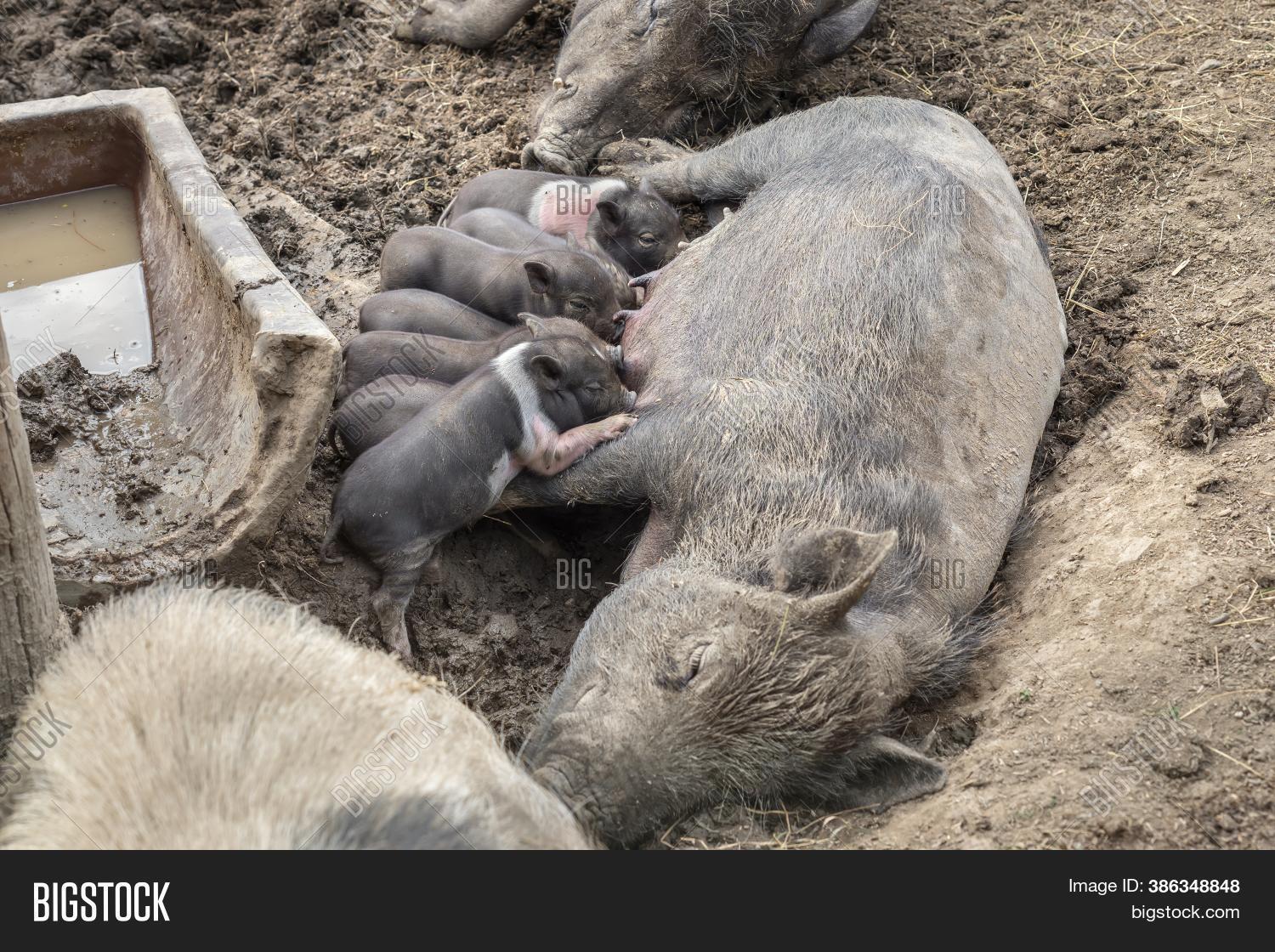 Mother Pig Image & Photo (Free Trial) | Bigstock