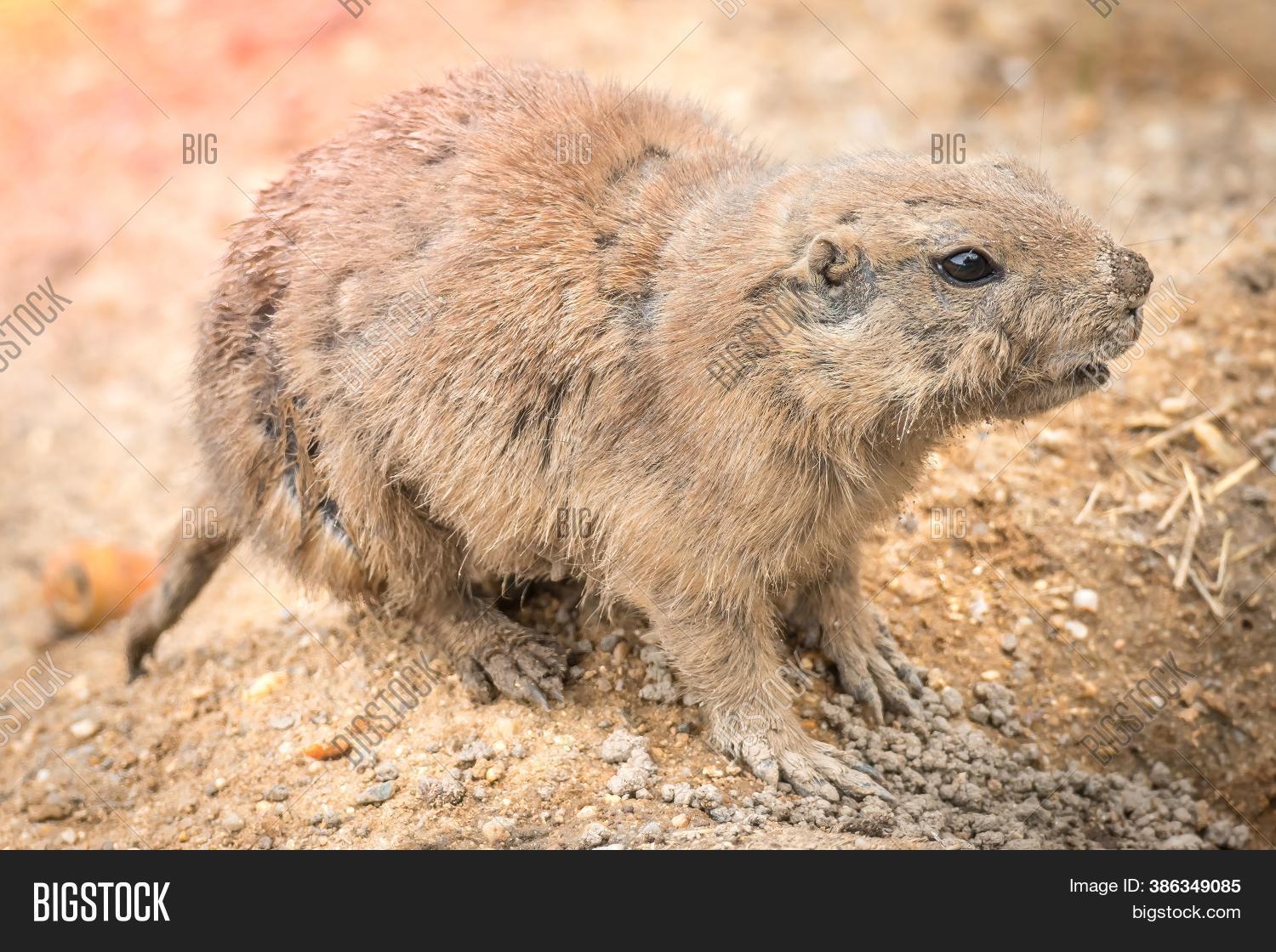 Portrait Rodent Animal Image & Photo (Free Trial) | Bigstock
