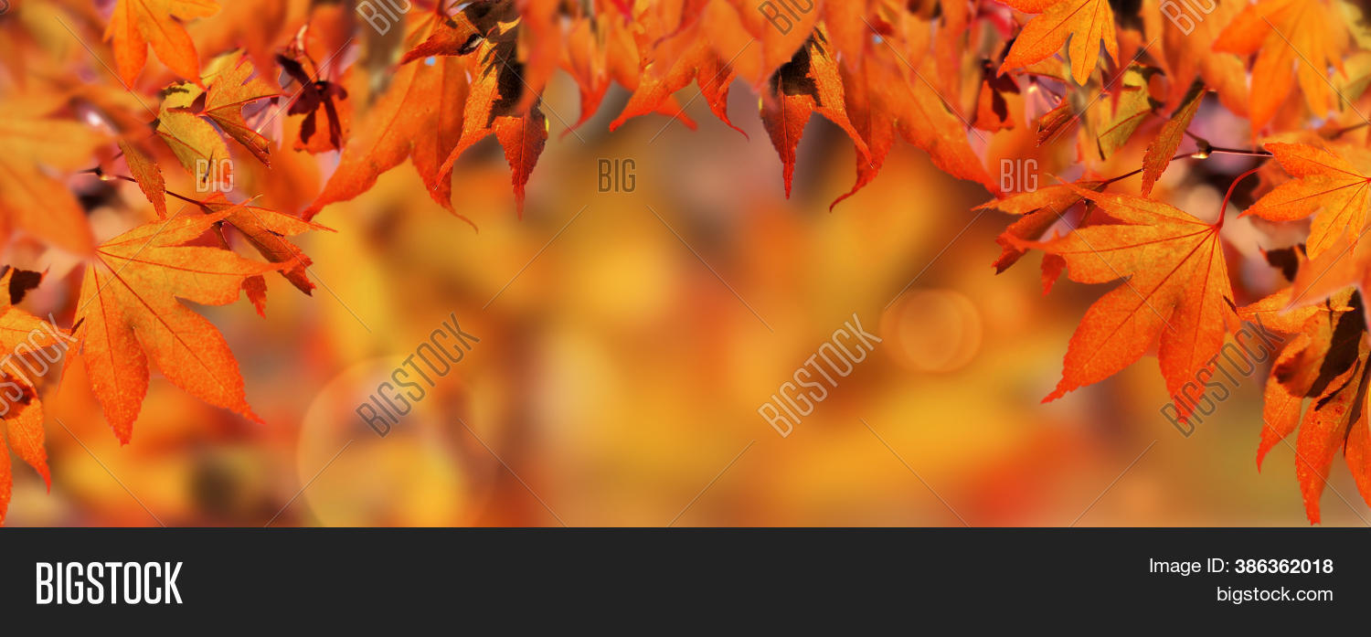Orange Autumnal Image & Photo (Free Trial) | Bigstock