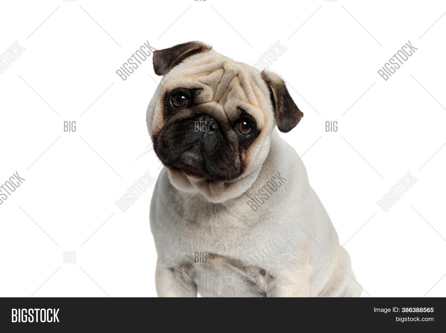 Wondering Pug Puppy Image & Photo (Free Trial) | Bigstock