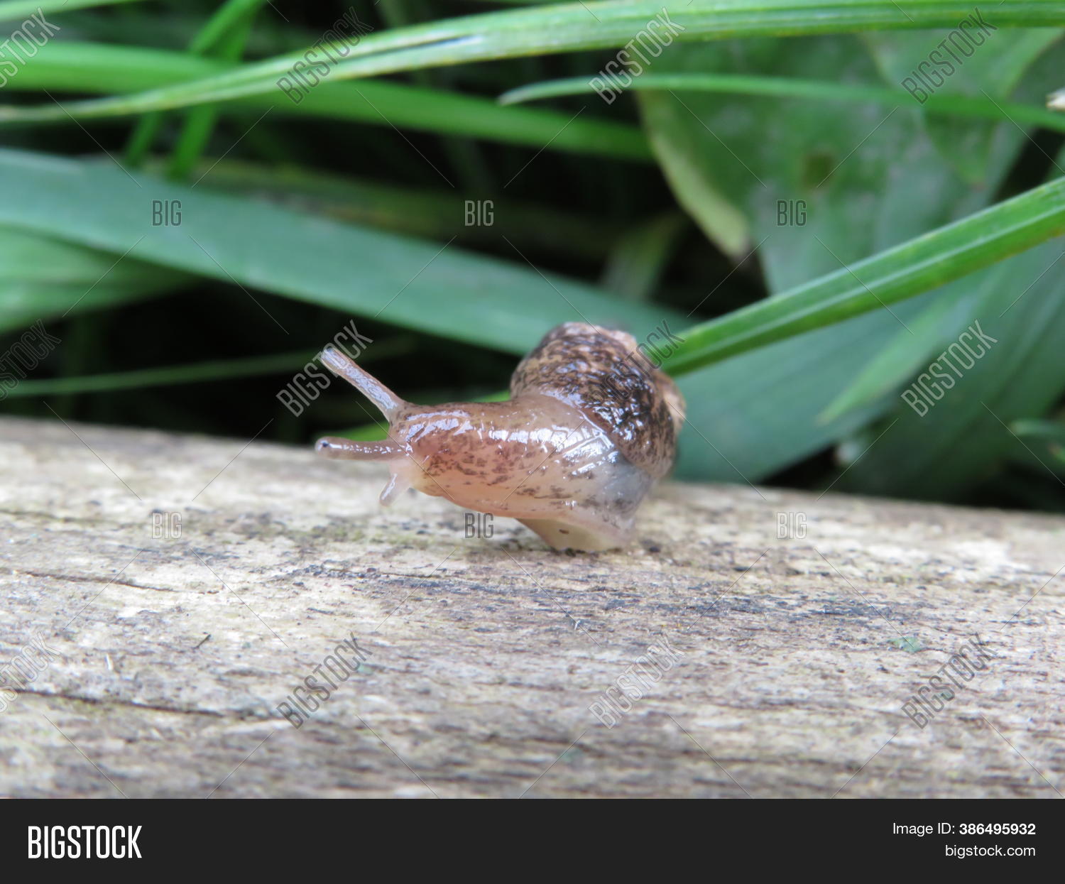 Slug Garden Eating Image & Photo (Free Trial) | Bigstock
