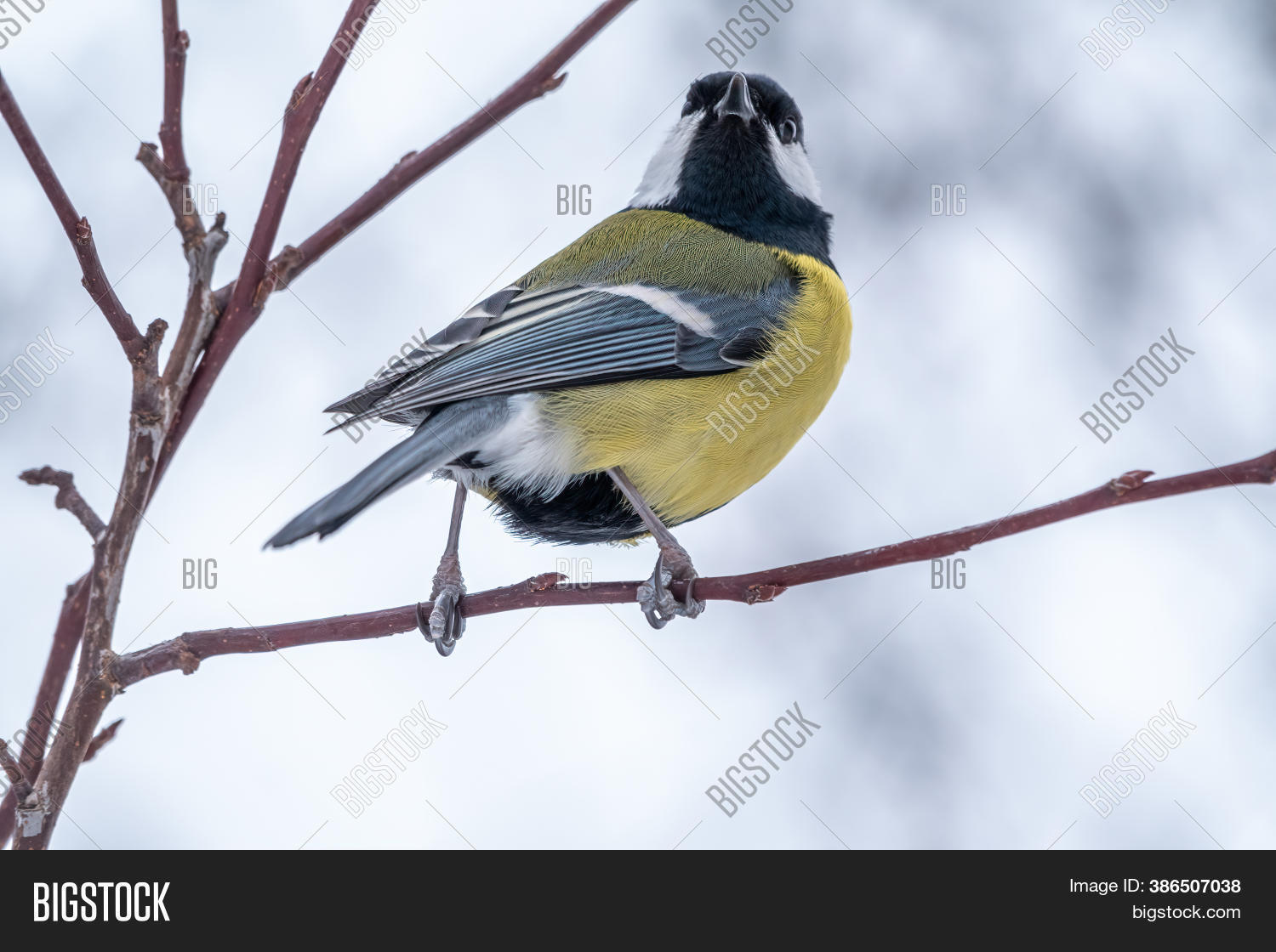 Cute Bird Great Tit, Image & Photo (Free Trial) | Bigstock