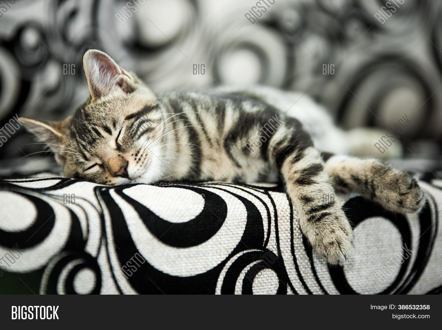 Small Striped Kitten Image & Photo (Free Trial) | Bigstock