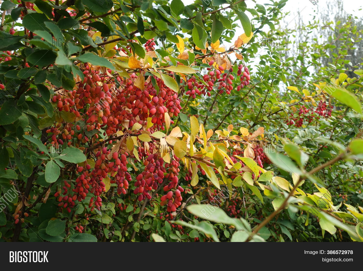 Red Berries Leafage Image & Photo (Free Trial) | Bigstock