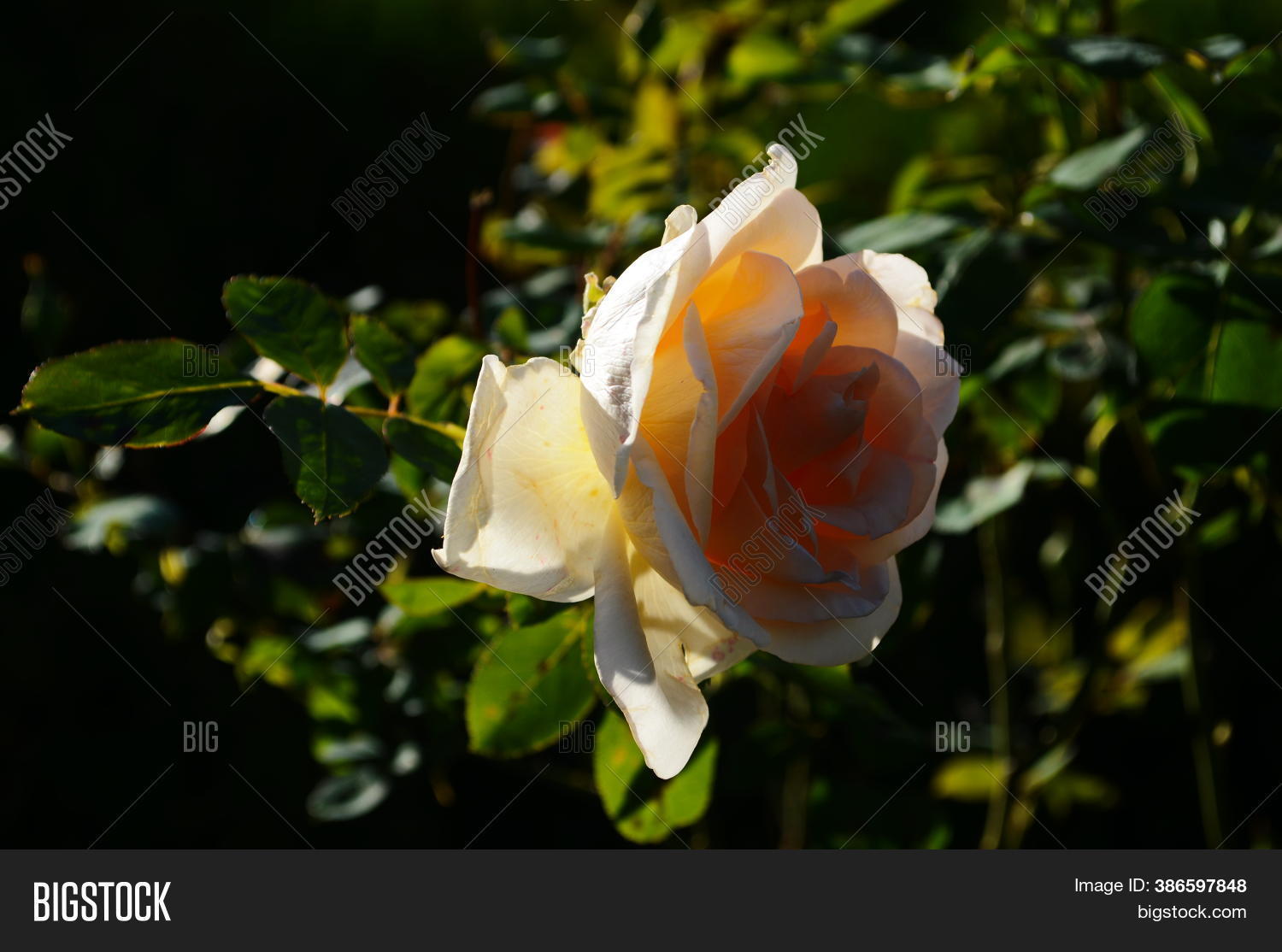 Rose Flower Blooming Image & Photo (Free Trial) | Bigstock