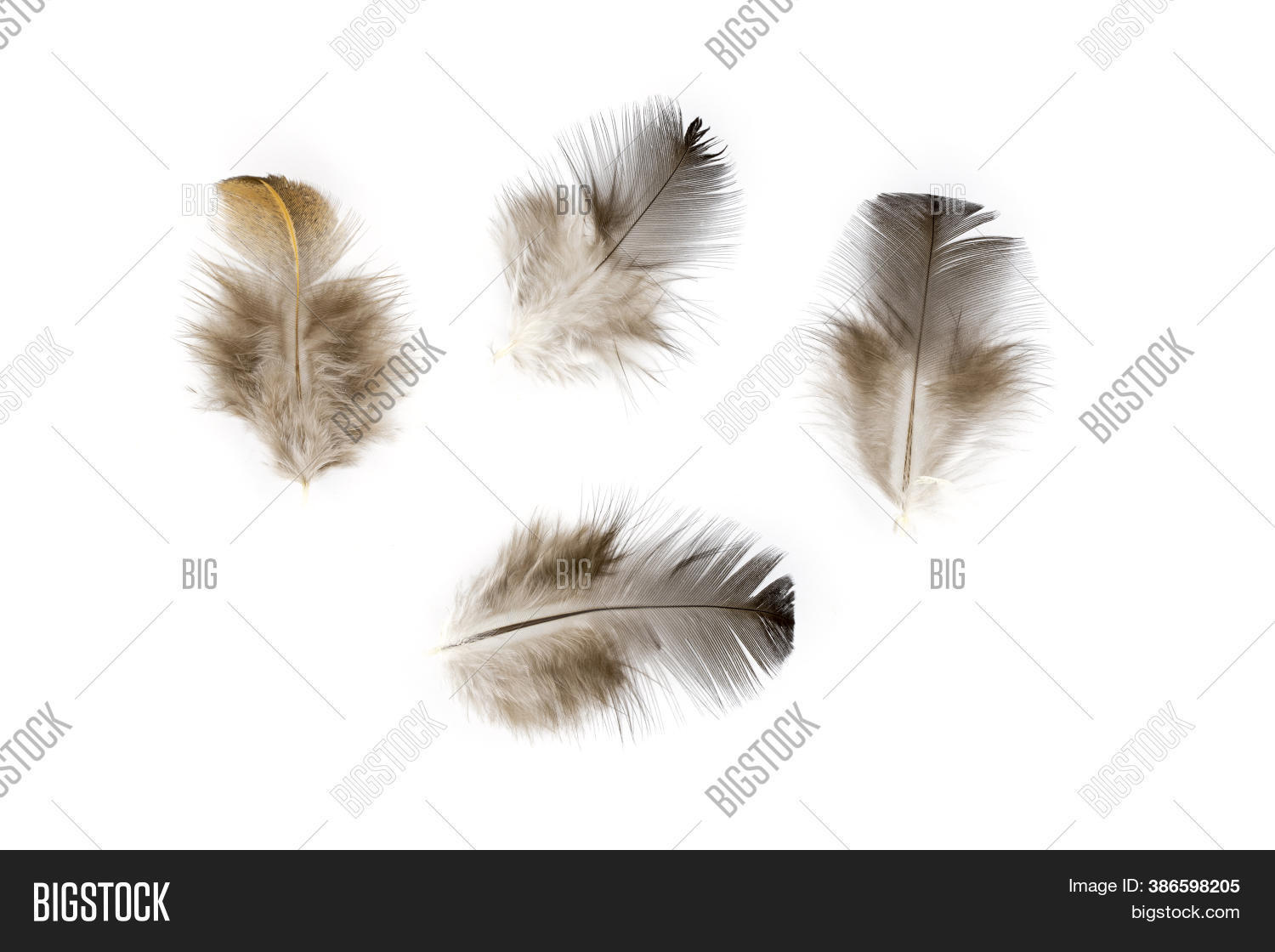 Brown Chicken Feather Image & Photo (Free Trial) | Bigstock