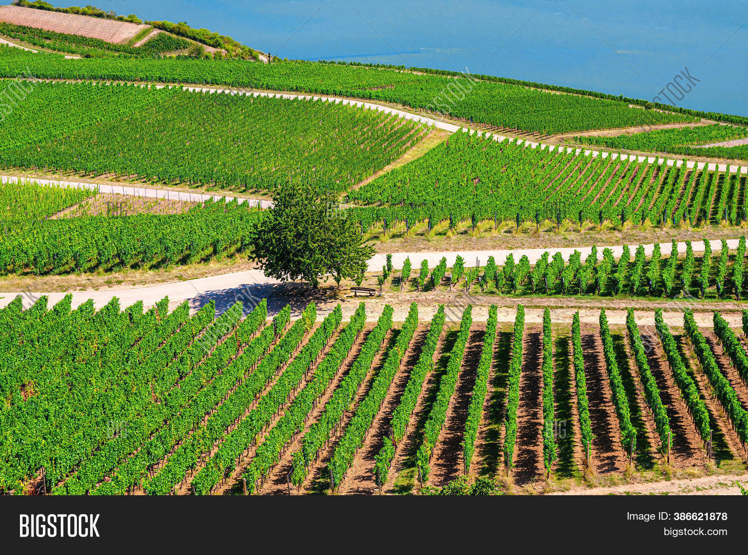 Vineyards Green Fields Image & Photo (Free Trial) | Bigstock