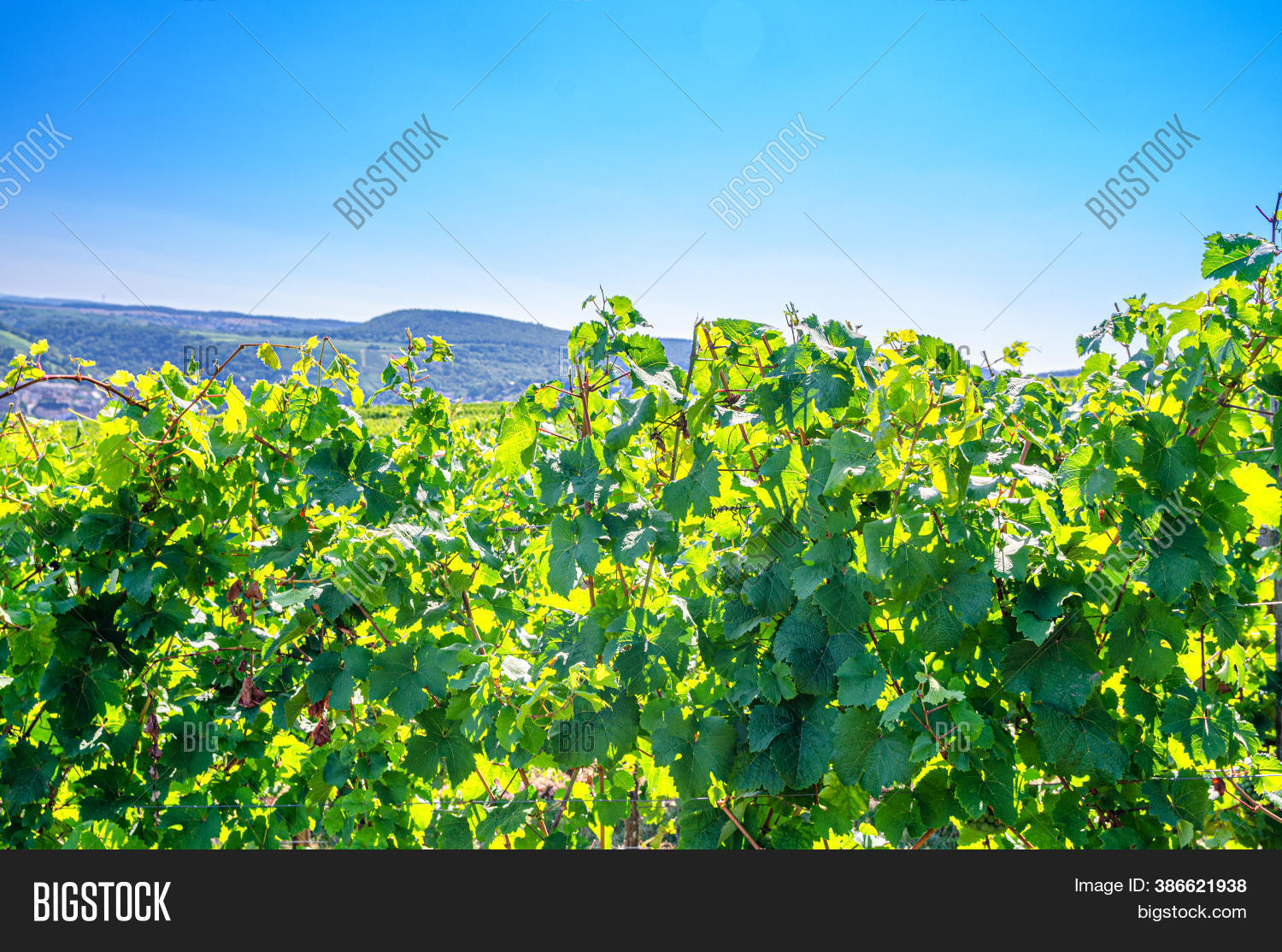 Grapevine Trees On Image & Photo (Free Trial) | Bigstock